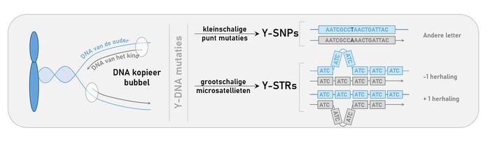 #5 - Y-DNA mutaties :: CSY-Leuven