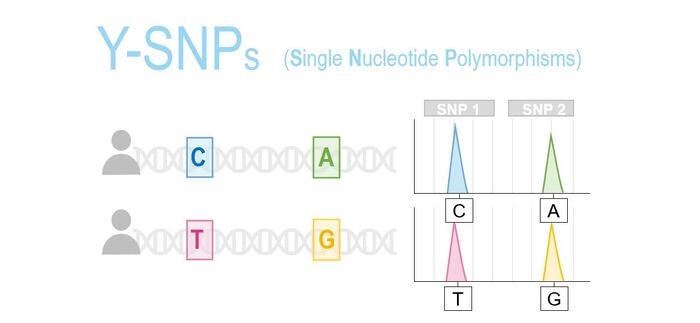 #6 - Evolutionaire Y-SNP mutaties :: CSY-Leuven