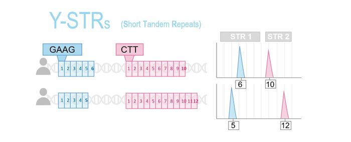 #7 - Familiale Y-STR mutaties :: CSY-Leuven